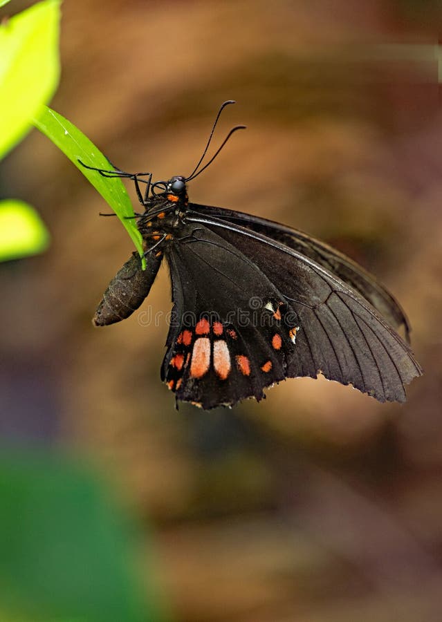 Ruby Spotted Swallowtail Butterfly, Insects, Natural, Nature. Stock ...