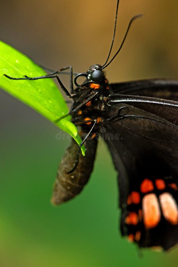 Ruby-spotted Swallowtail Butterfly Stock Photo - Image of entomology ...