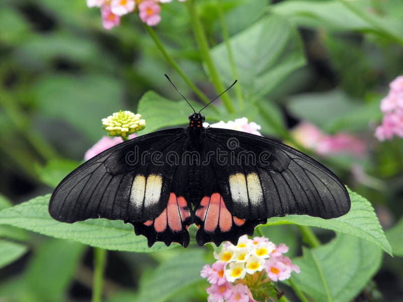 Ruby Spotted Swallowtail Butterfly, Insects, Natural, Nature. Stock ...