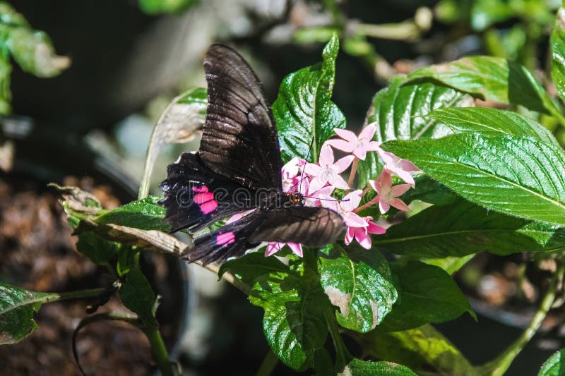 Ruby-spotted Swallowtail Butterfly Stock Image - Image of lovely ...