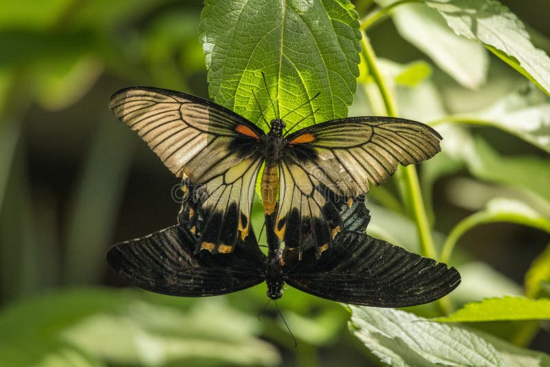 Ruby-spotted Swallowtail Butterfly Stock Photo - Image of pink, closeup ...