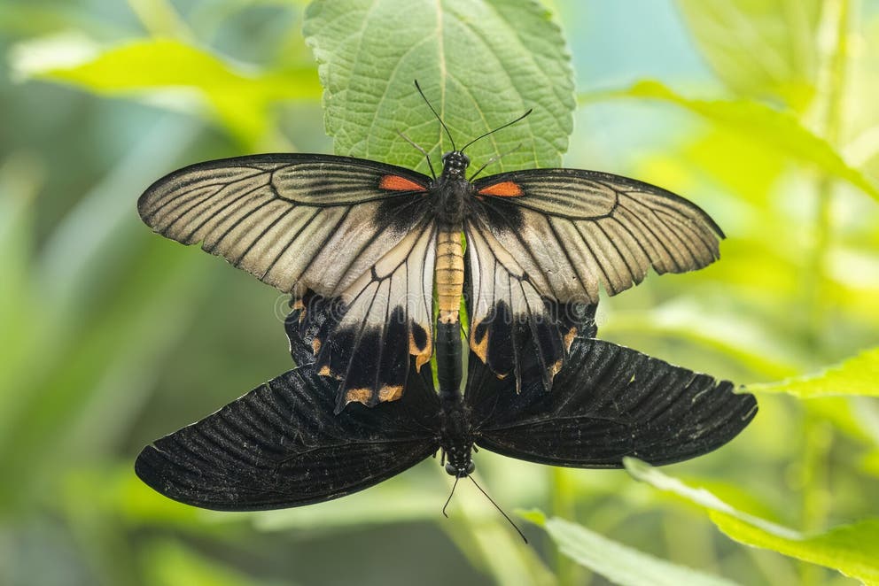 Ruby-spotted Swallowtail Butterfly Stock Photo - Image of exotic, garden: 306248414