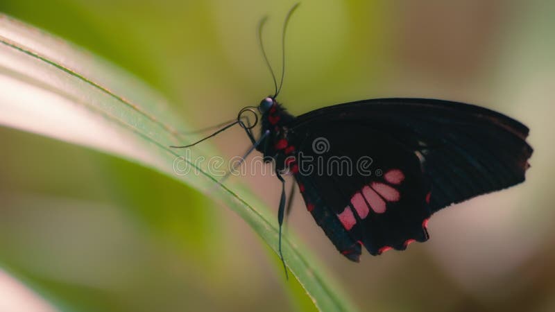 Ruby-spotted Swallowtail Butterfly Sitting on a Leaf and Flying Away ...
