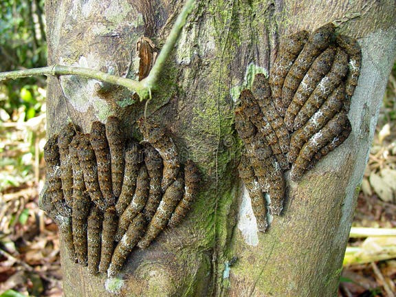 Ruby-spotted Swallowtail Larva on Trunk of Citrus Tree. Amazon, Brazil ...
