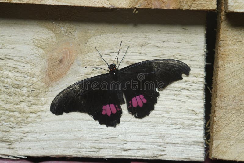 Ruby Spotted Swallowtail Butterfly, Insects, Natural, Nature. Stock ...