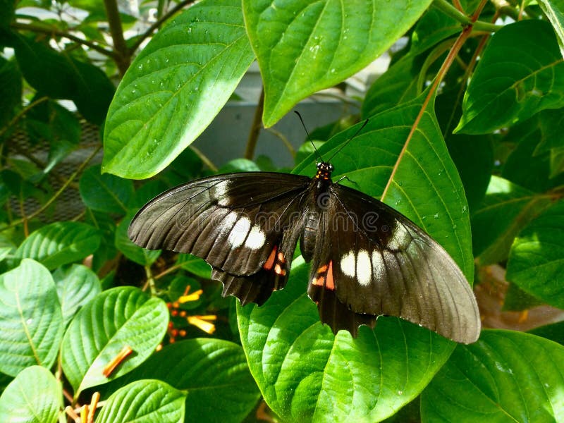 Ruby-spotted Swallowtail (Papilio Anchisiades) on a Green Leaf Stock ...