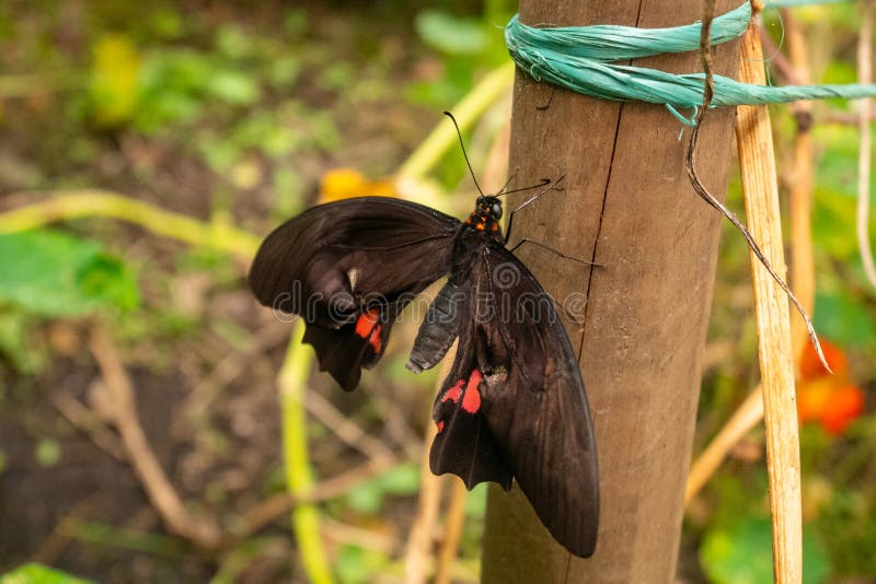 The Ruby-Spotted Swallowtail or Red-Spotted Swallowtail Stock Photo ...
