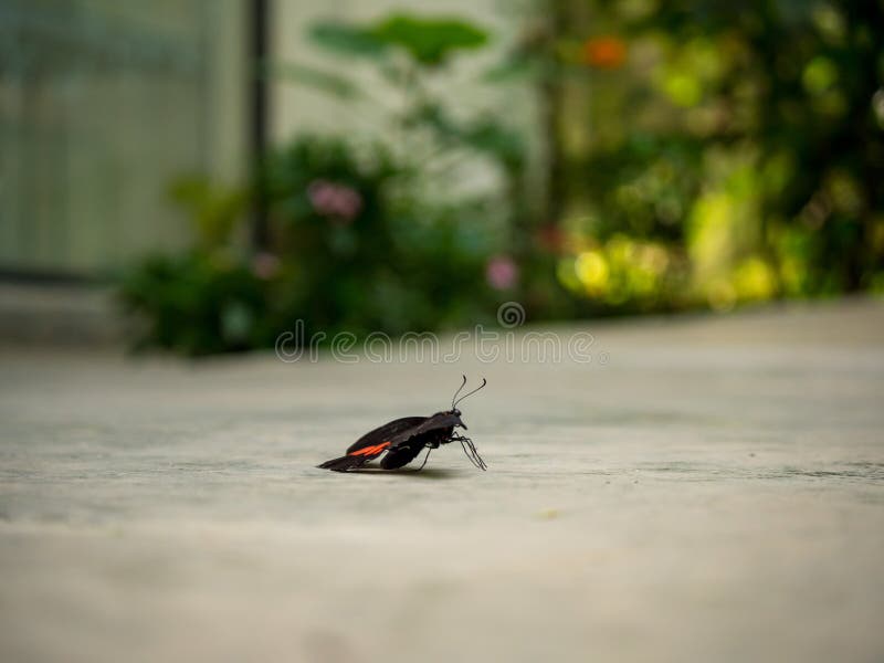 Ruby Spotted Swallowtail Butterfly, Insects, Natural, Nature. Stock ...
