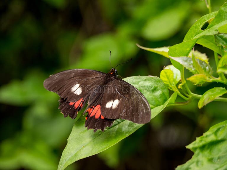 The Ruby-Spotted Swallowtail or Red-Spotted Swallowtail Stock Photo ...