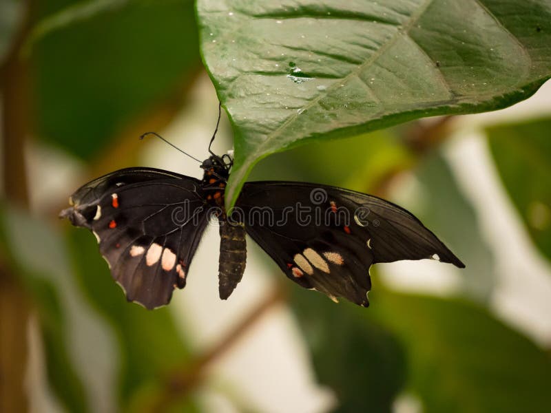 Ruby Spotted Swallowtail Butterfly, Insects, Natural, Nature. Stock ...