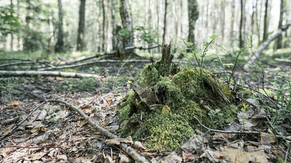 Ruby Stump in the Woods Mossy Stock Photo - Image of flower, light ...