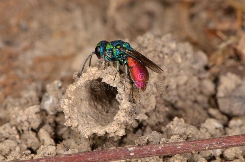 Ruby-tailed Wasp (Chrysis Ignita) Stock Photo - Image of hymenoptera ...