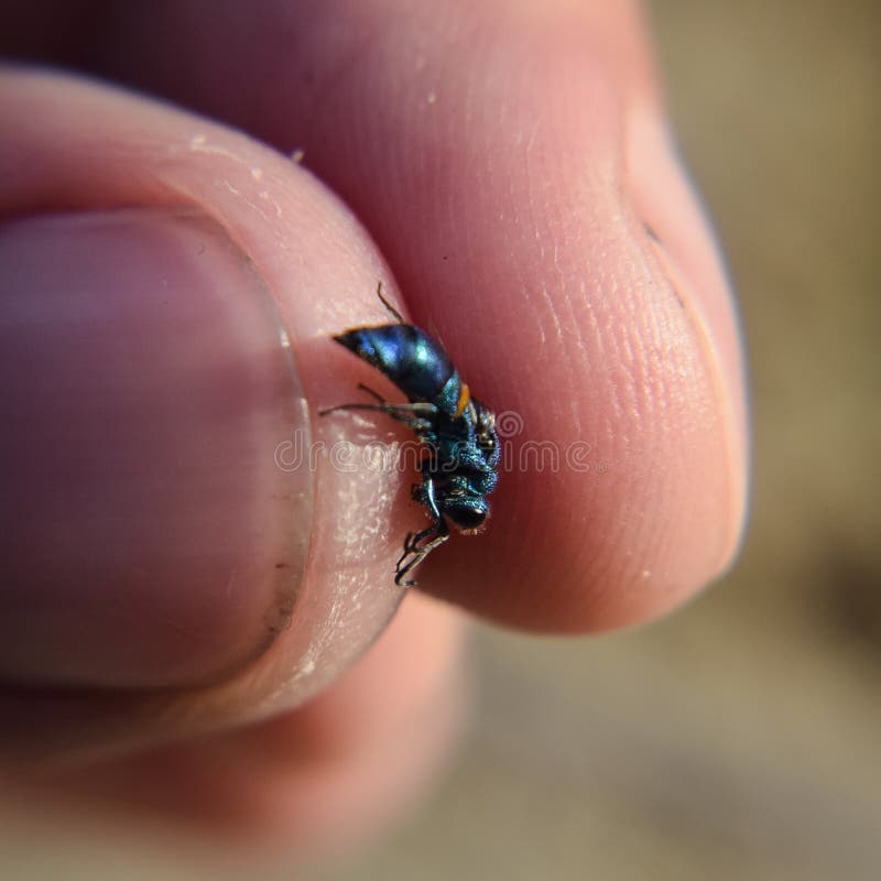 Ruby - tailed wasp stock photo. Image of tail, jewel - 80904400