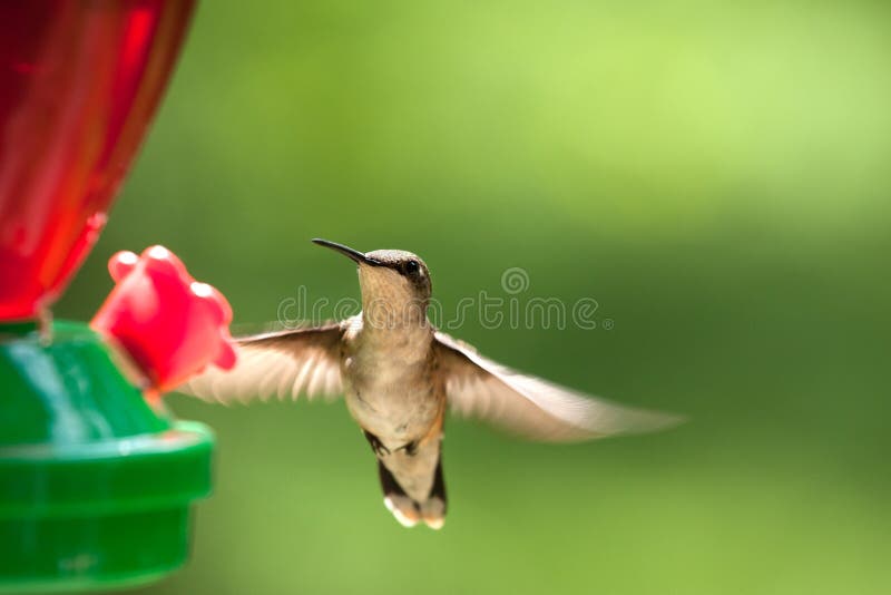 Hummingbird flying stock image. Image of bird, feeder - 30091047
