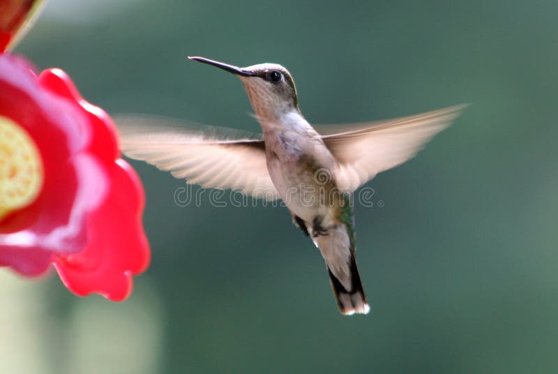 Ruby Throated Hummingbird stock photo. Image of wings - 1193888