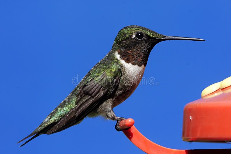 Male Ruby-throated Hummingbird Stock Photo - Image of wing, hummingbird ...