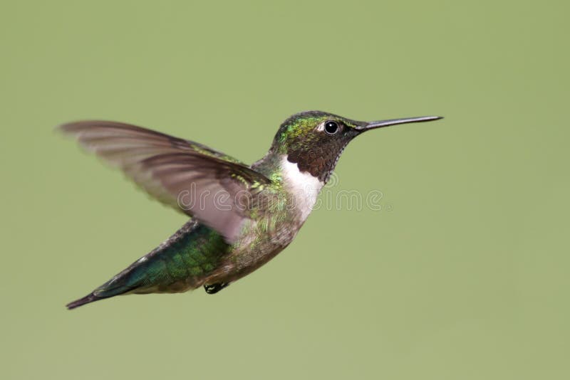 Ruby-throated Hummingbird stock image. Image of wild, birding - 5499865