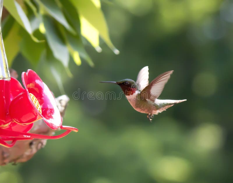 Ruby-Throated Hummingbird Approaches Feeder Stock Photo - Image of ruby ...