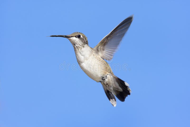 Ruby-throated Hummingbird (archilochus Colubris) Stock Photo - Image of ...