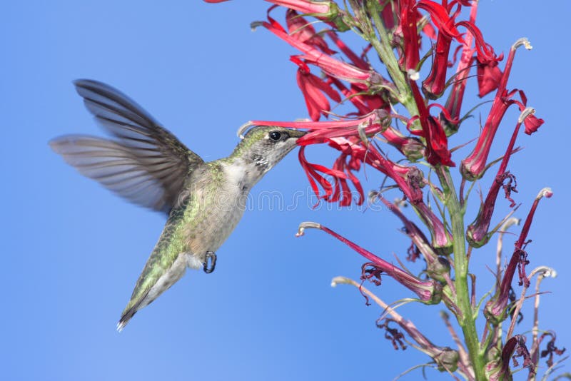 Ruby-throated Hummingbird (archilochus Colubris) Stock Photo - Image of ...