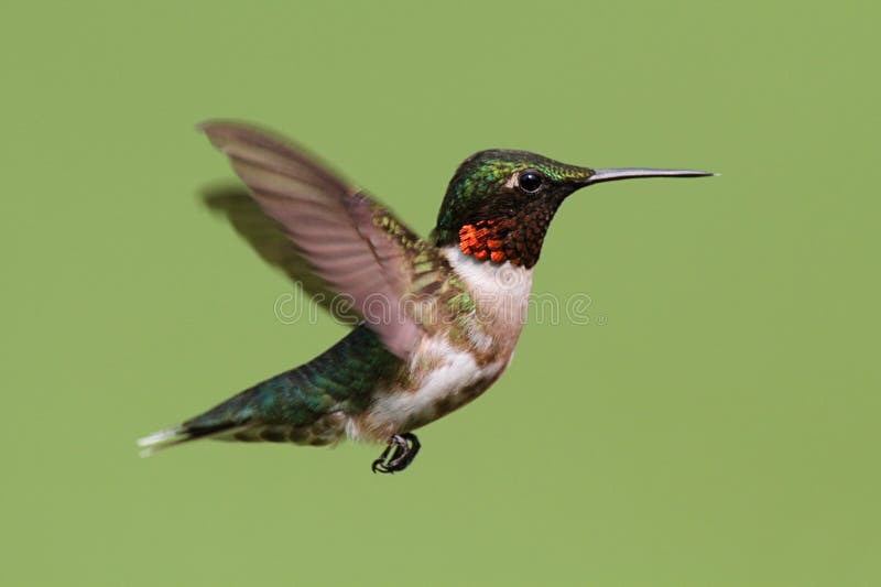 Male Ruby-throated Hummingbird Stock Photo - Image of wing, hummingbird ...
