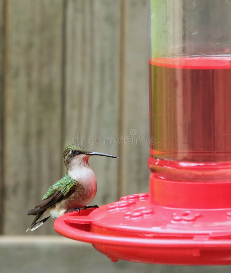 Ruby-throated Hummingbird and Flower Stock Image - Image of beak ...