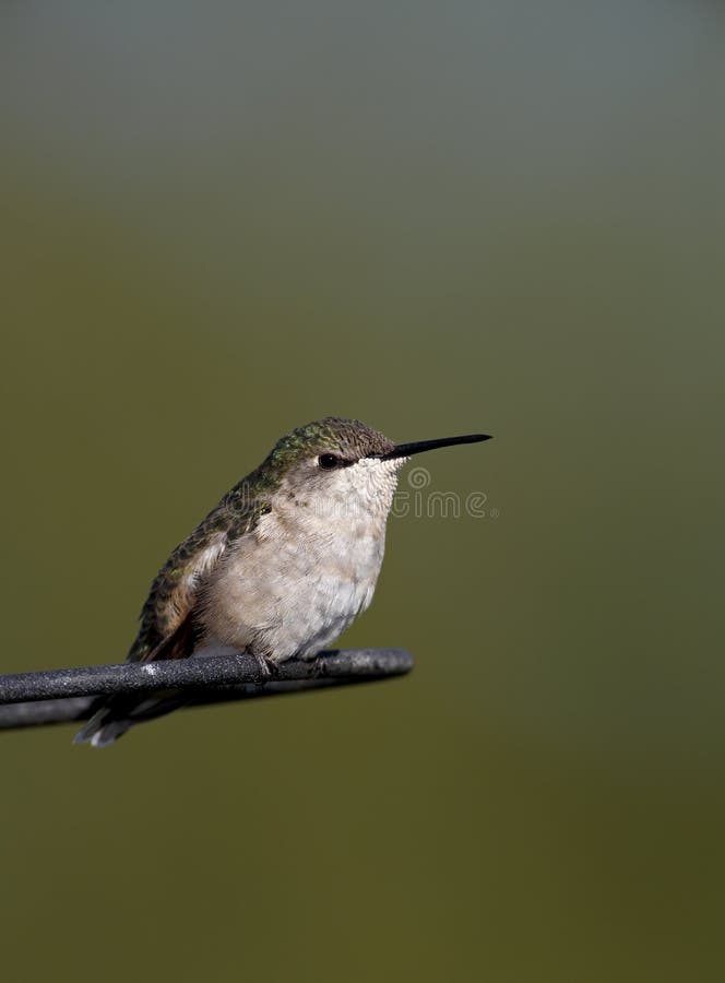 Ruby-Throated Hummingbird (Archilochus Colubris) Stock Photo - Image of ...