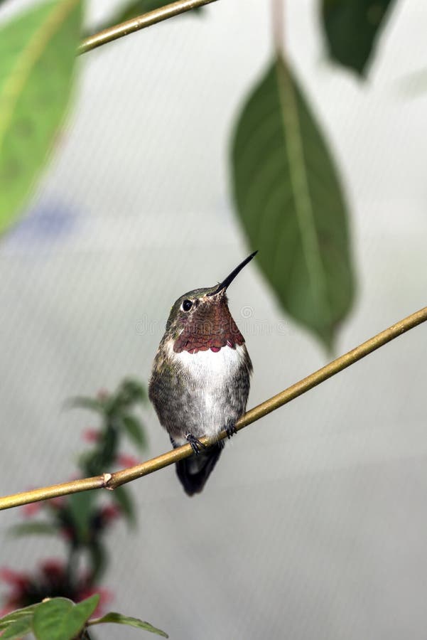 Ruby-Throated Hummingbird (Archilochus Colubris) Stock Image - Image of ...