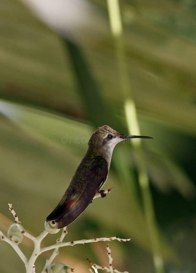 Ruby-throated Hummingbird (archilochus Colubris) Stock Photo - Image of ...