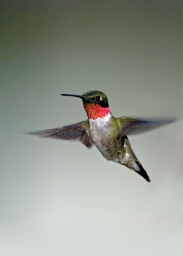 Ruby-Throated Hummingbird (Archilocuhs Colubris) Stock Image - Image of ...