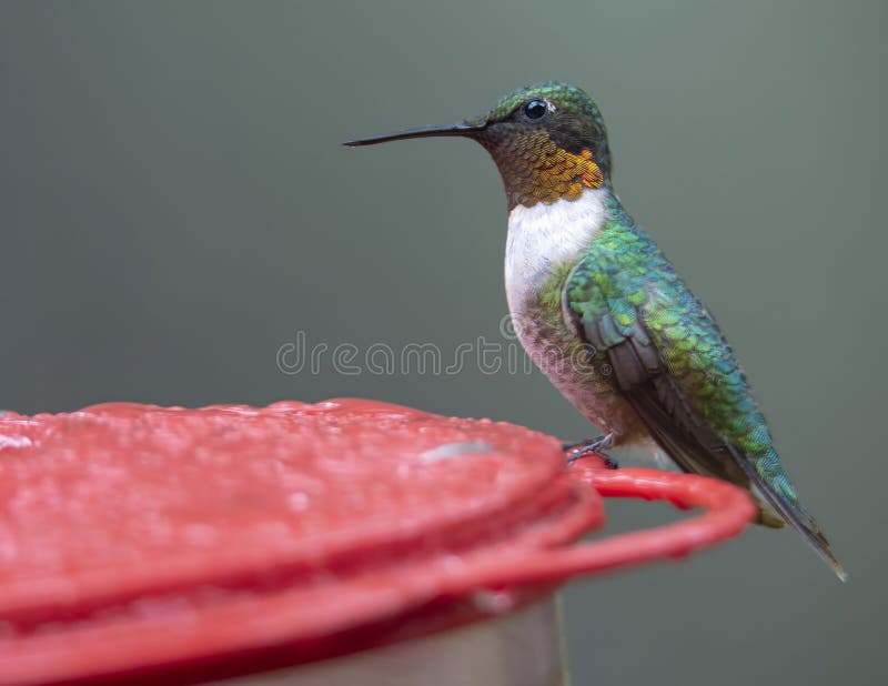 Ruby Throated Hummingbird stock image. Image of perched - 342123317