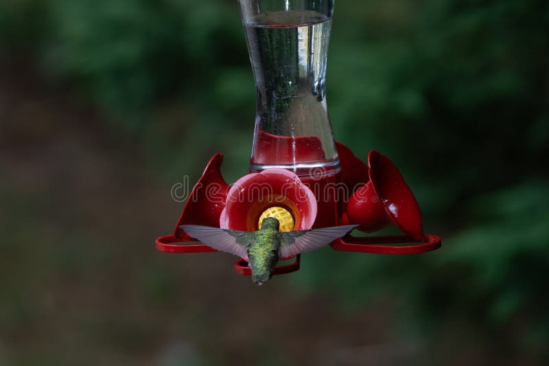 Ruby Throated Hummingbird from Behind. Stock Photo - Image of wildlife ...