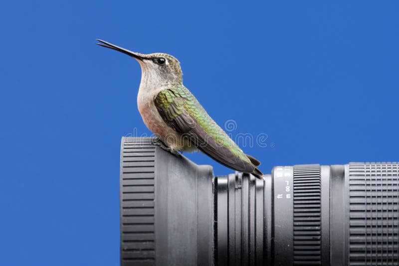 Bird on Camera stock image. Image of feathers, songbirds - 3921961