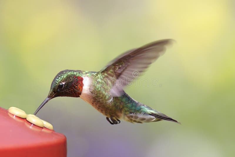 Male Ruby-throated Hummingbird Stock Photo - Image of wing, hummingbird ...