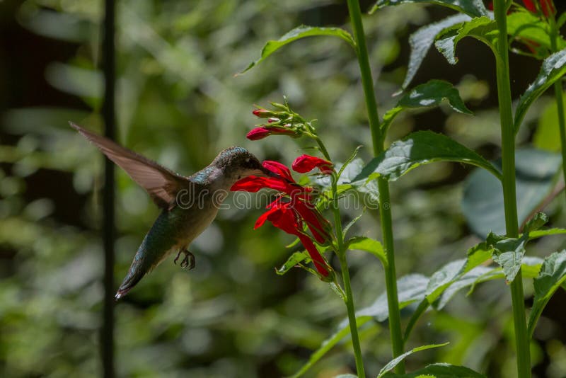 Ruby-throated Hummingbird stock photo. Image of hummingbird - 75599936