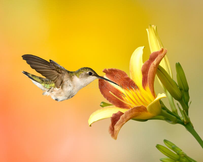 291 Food Ruby Throated Hummingbird Stock Photos - Free & Royalty-Free ...