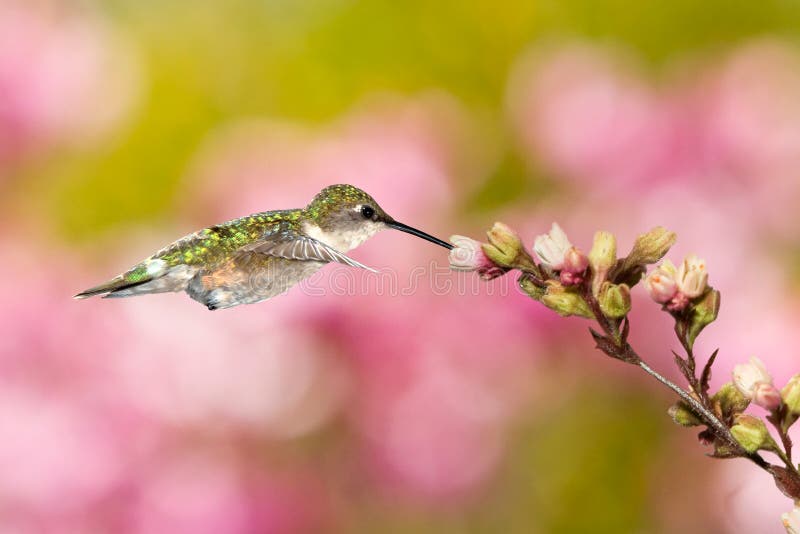 Ruby-Throated Hummingbird stock photo. Image of beauty - 37118028