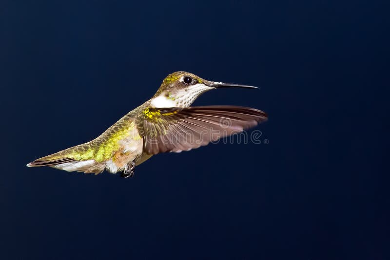 Female Ruby-throated Hummingbird Stock Image - Image of hummingbirds ...
