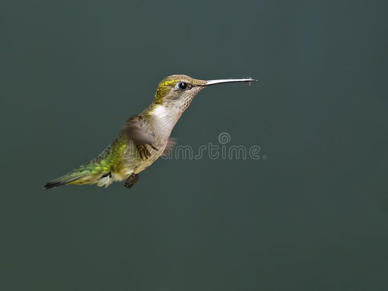 Ruby-throated Hummingbird Female Stock Photo - Image of throat ...