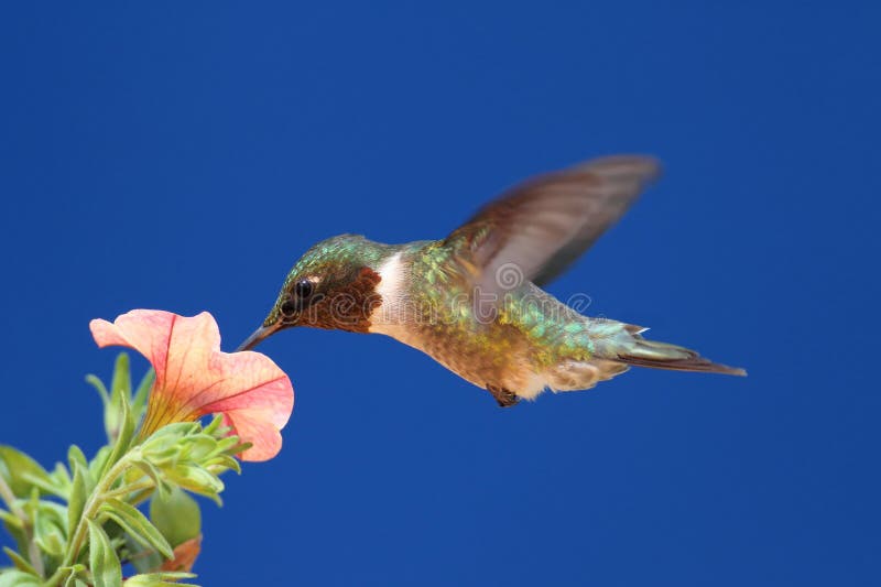Ruby-throated Hummingbird in Flight Stock Image - Image of fauna ...