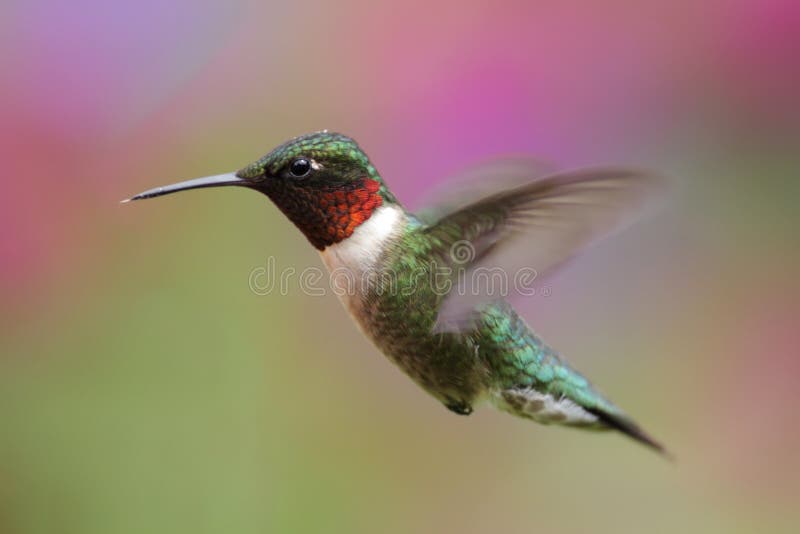 Ruby Throated Hummingbird Peaking Around the Back of a Feeder Stock ...