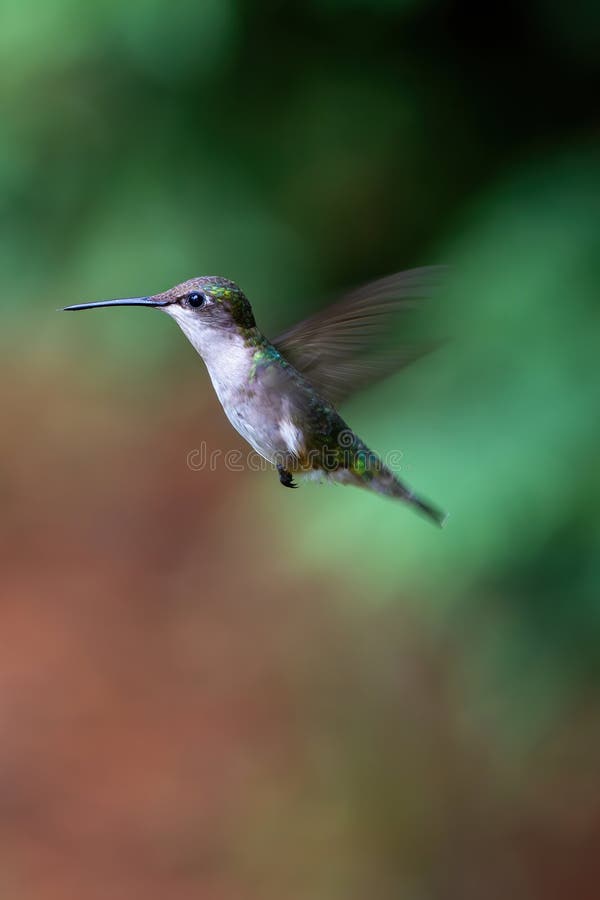 Ruby Throated Hummingbird in Flight. Stock Image - Image of telephoto ...