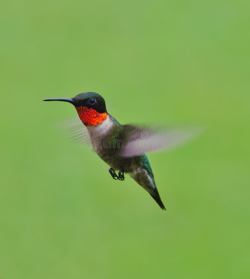 Ruby Throated Hummingbird in Flight Stock Image - Image of throated ...