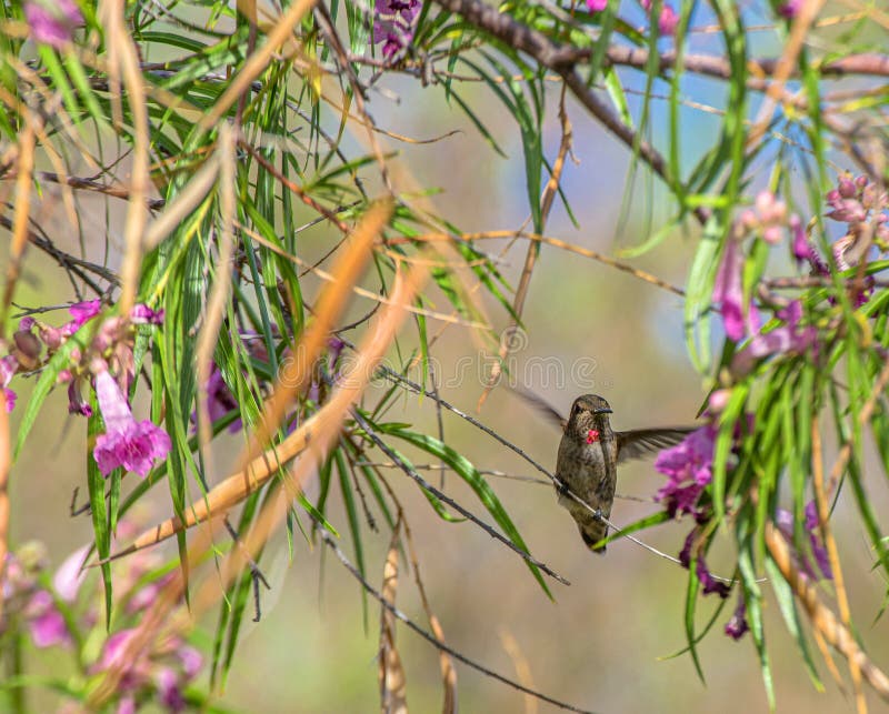 Ruby-Throated Hummingbird, Fluttering Wings in Arizona Desert Stock ...