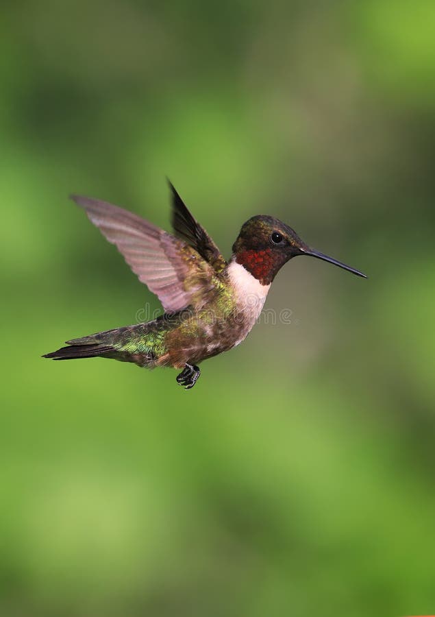 Hummingbird Flying Near Flower Stock Image - Image of plant, beauty ...
