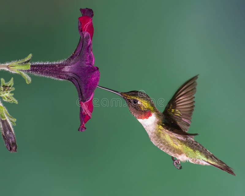 Ruby-throated Hummingbird stock image. Image of purple - 55119795