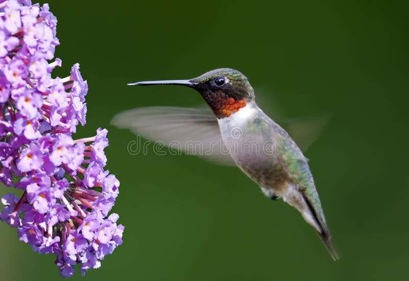 Ruby-throated Hummingbird in Flight Stock Photo - Image of wild, throat ...