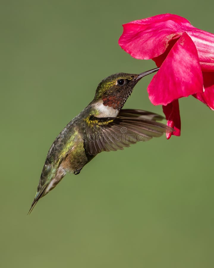Ruby-throated Hummingbird stock image. Image of north - 280455845