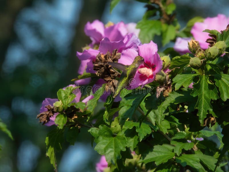A Ruby Throated Hummingbird Gets Nectar from a Hibisucs Flower Stock ...