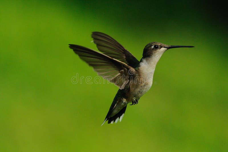 Ruby Throated Hummingbird High Shutter Speed Flying Stock Photo - Image ...